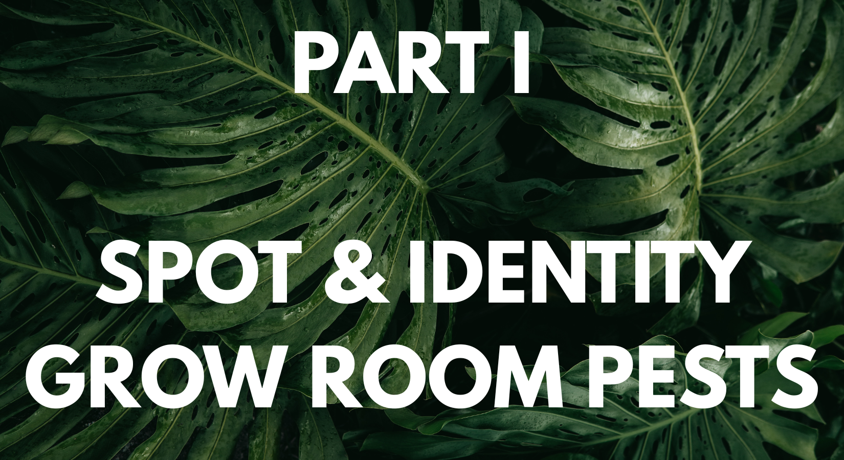 Spot & Identify Grow Room Pests Blog By Holland Horticulture